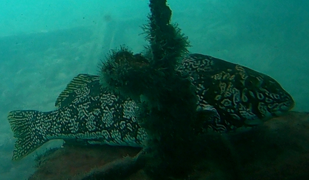 Marblefish from Jackson Bay 7886, New Zealand on December 12, 2023 at ...