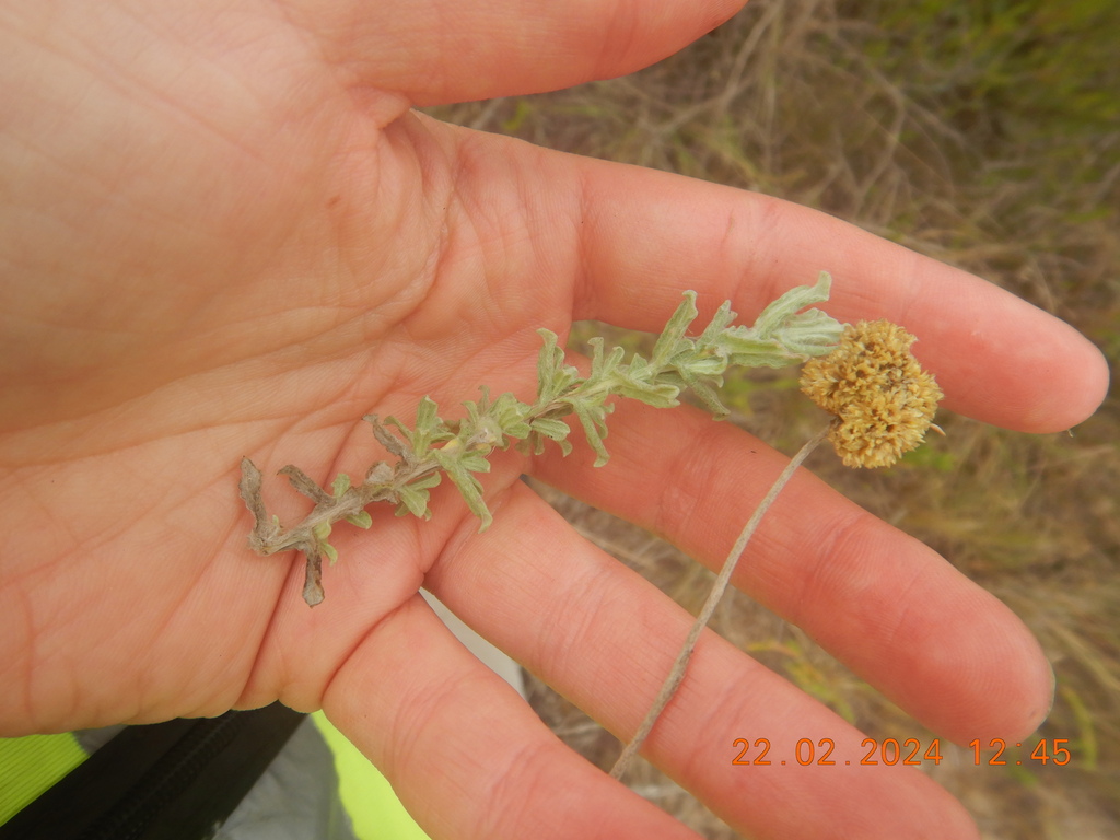 Kooigoed Everlasting from Groeneweide Park, George, 6529, South Africa ...