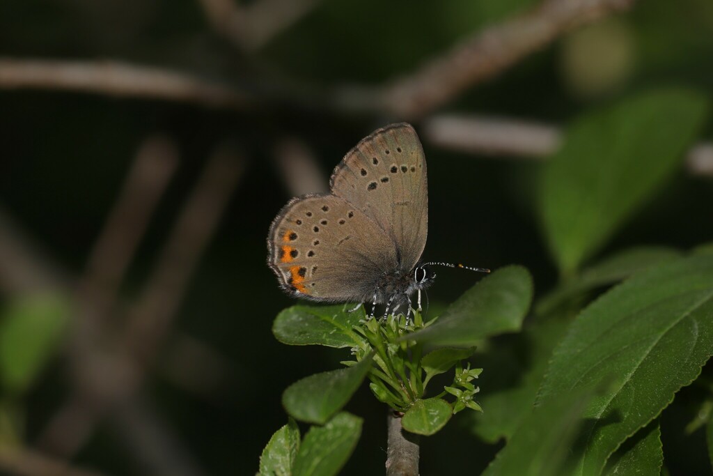 Satyrium phyllodendri in May 2022 by 何贯嘉 · iNaturalist