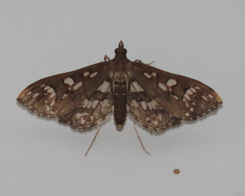 Ischnurges illustralis from Wallaga Lake NSW 2546, Australia on ...