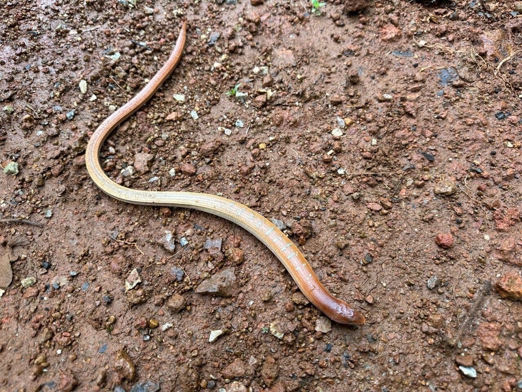 Asian Glass Lizard in February 2024 by Vũ Nguyễn · iNaturalist