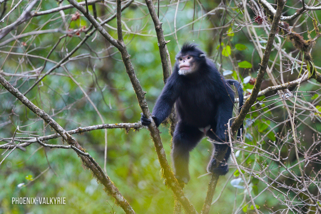 Burmese Snub-nosed Monkey in April 2019 by Phoenix-Valkyrie. The photo ...