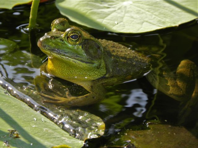 American Bullfrog from Atlanta Botanical Garden, Atlanta, Ga on May 20 ...