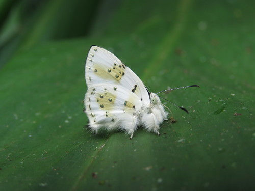 Mariposas marca de metal (Riodinidae)