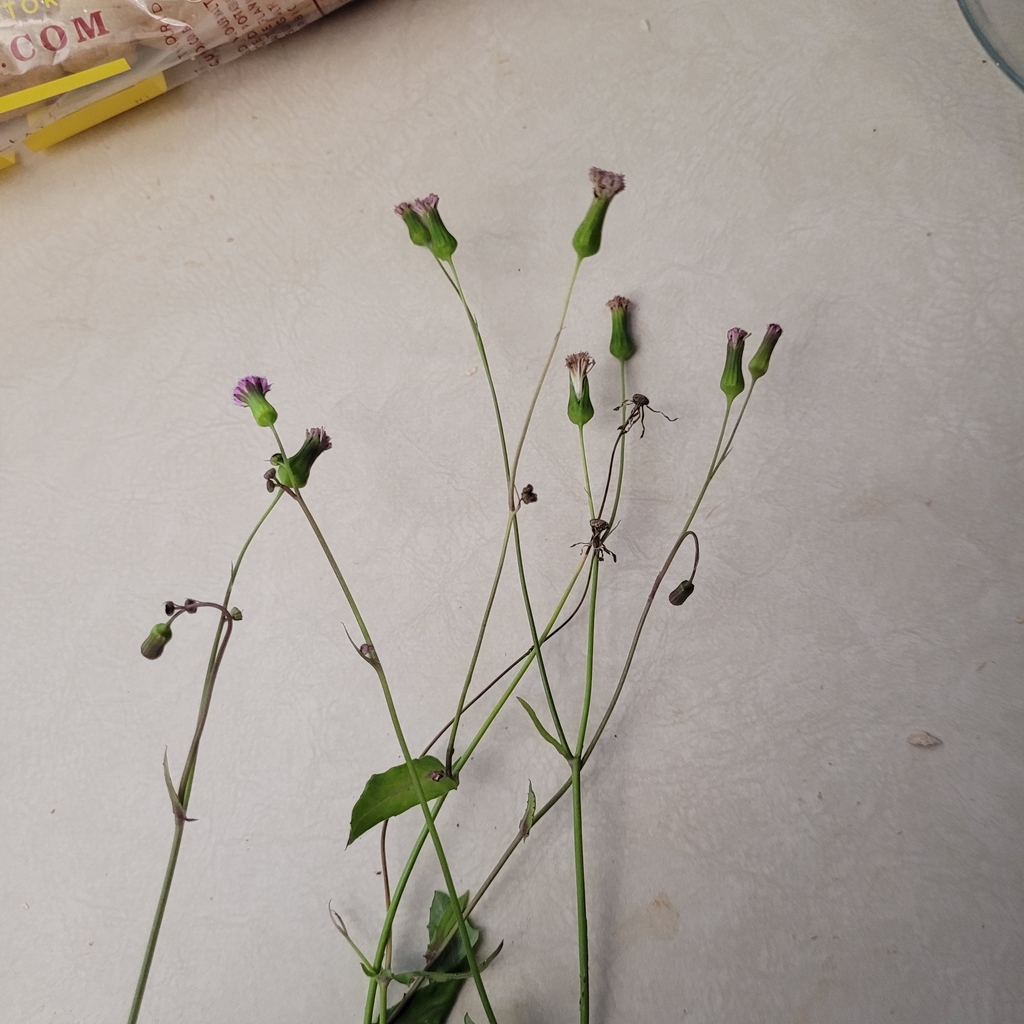 lilac tasselflower from Carrollwood, FL 33618, USA on February 7, 2024 ...