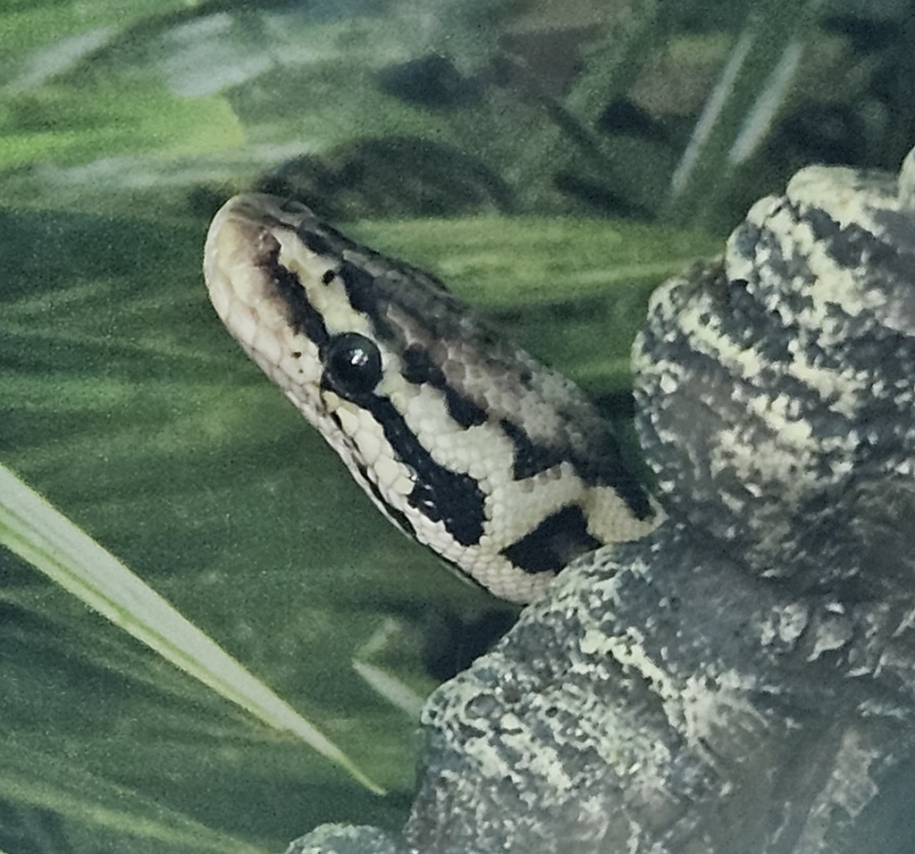 Ball Python from 9RQM+QV3, Bayamón, 00959, Puerto Rico on February 23 ...