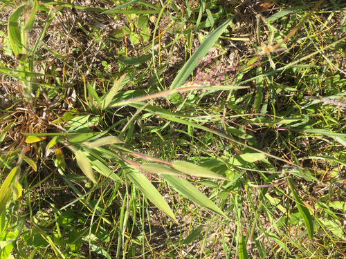variedad Panicum acuminatum fasciculatum · iNaturalist Ecuador
