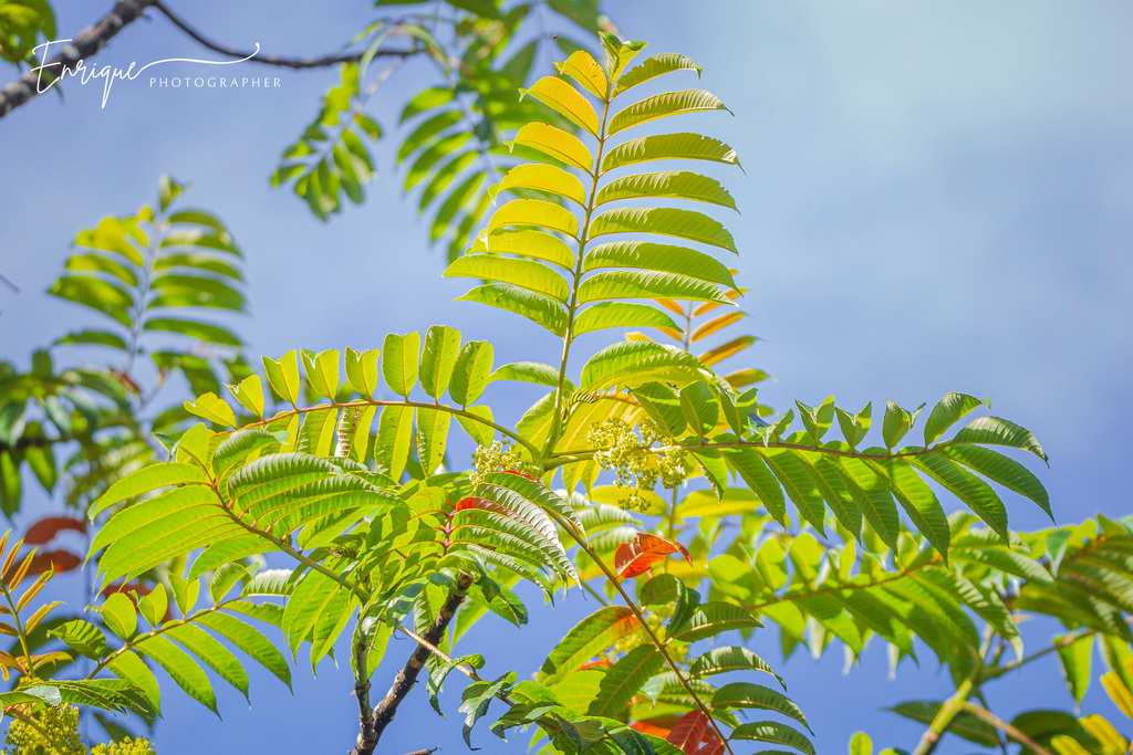Brunellia mexicana from Sinuapa, Ocotepeque, HN on June 17, 2023 at 08: ...