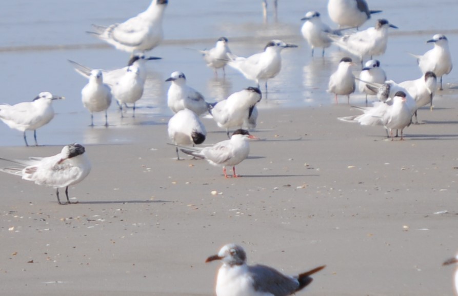 Common Tern from Topsail Beach, NC, USA on September 04, 2015 at 08:20 ...