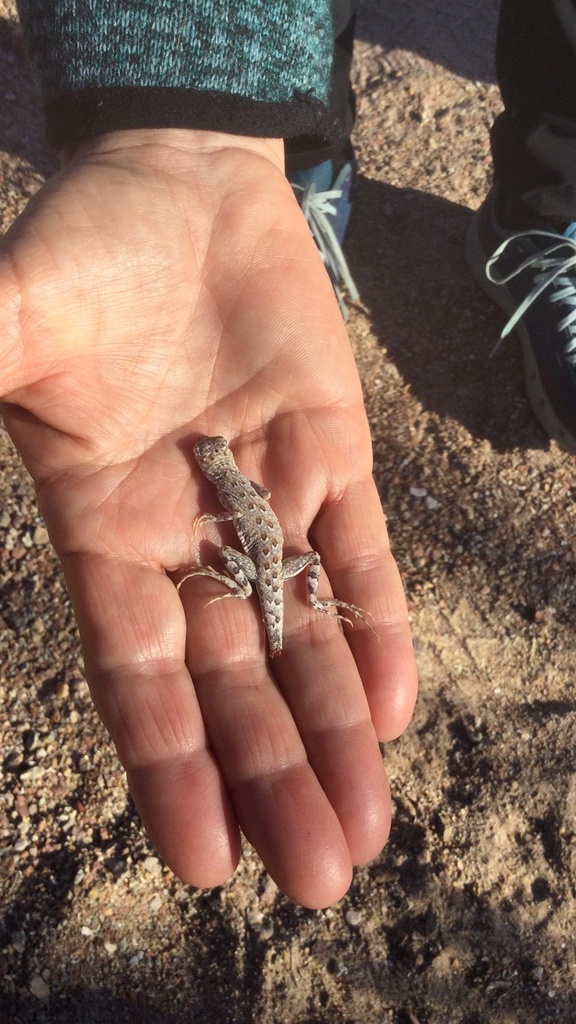 Zebra-tailed Lizard from United States on February 22, 2024 at 04:12 PM ...