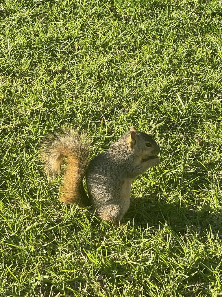 Fox Squirrel from California State University Long Beach, Long Beach ...