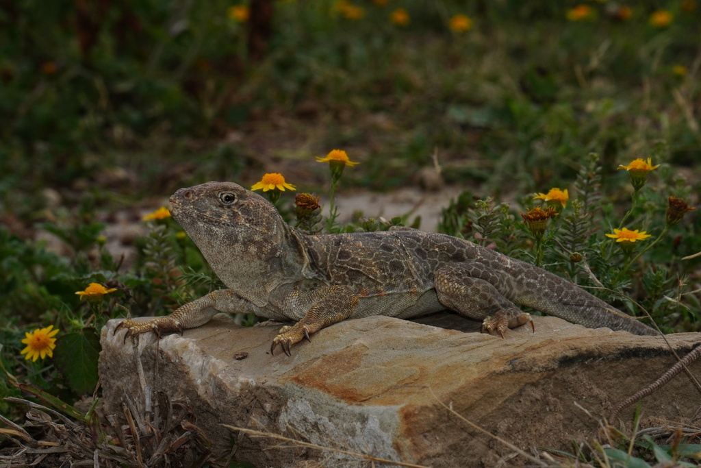 Reticulate Collared Lizard from Vallecillo, N.L., MX on February 21 ...