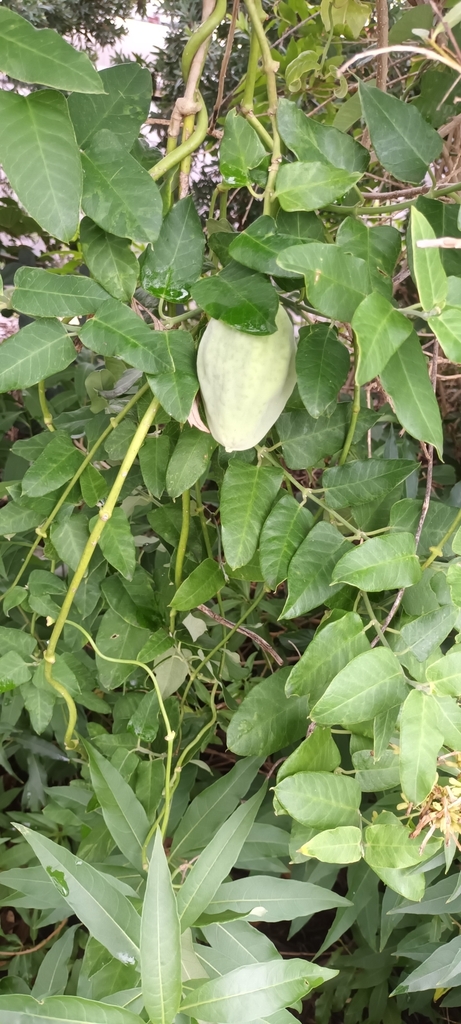 Moth Vine from Penrith NSW 2750, Australia on February 24, 2024 at 01: ...