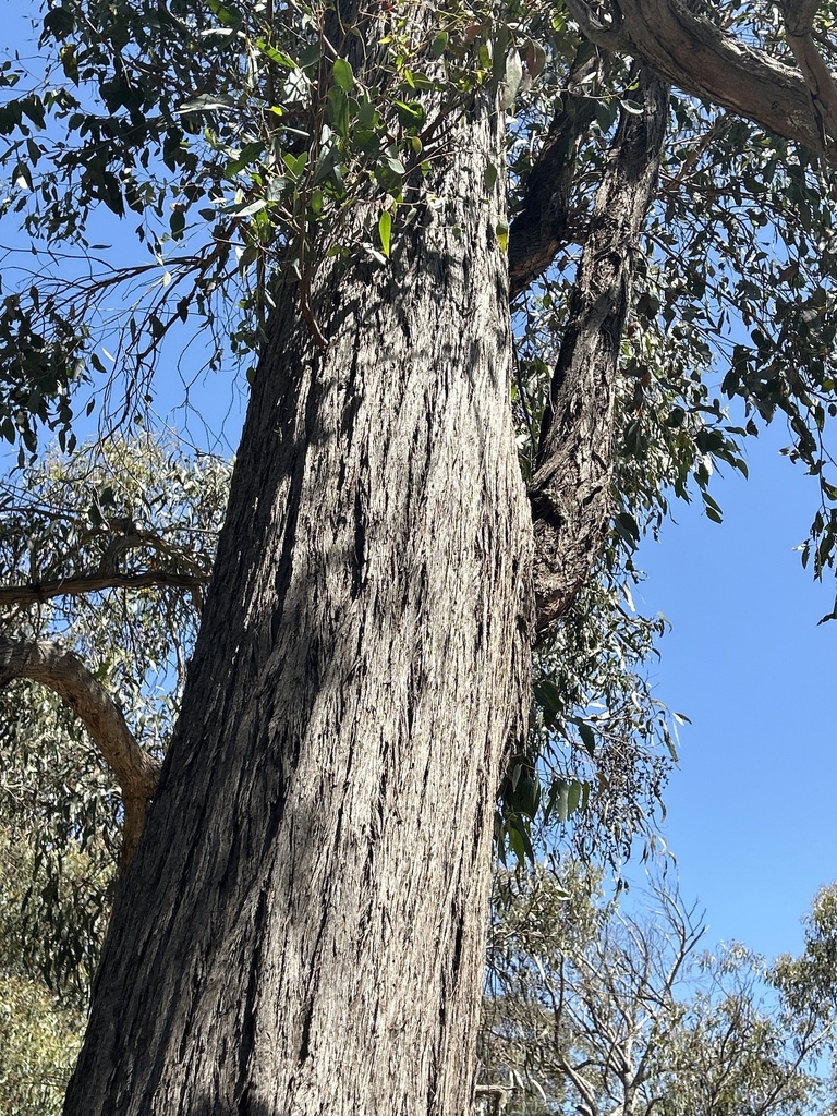 Red Stringybark from Ridge Rd, Humevale, VIC, AU on February 24, 2024 ...