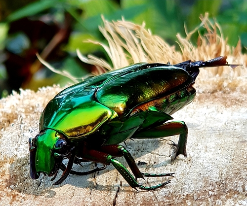 Genus Plectrone · iNaturalist