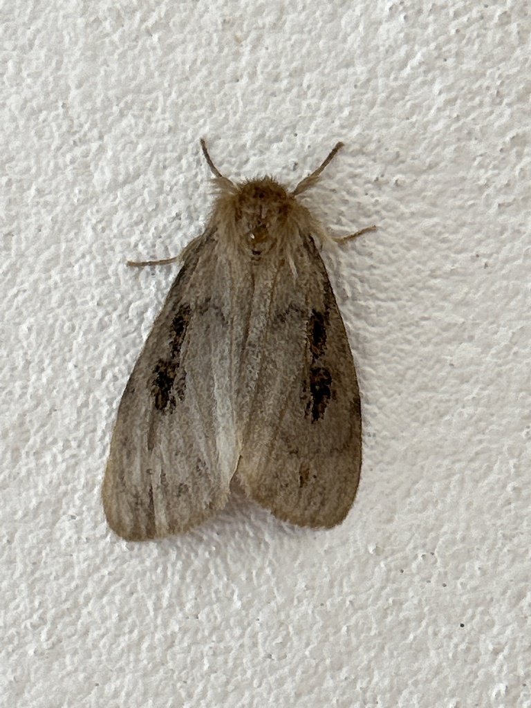 White Cedar Moth from Peppermint Grove Rd, Stirling Estate, WA, AU on ...