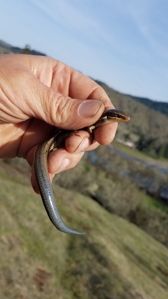 Western Skink from Douglas County, OR, USA on March 24, 2019 at 04:41 ...