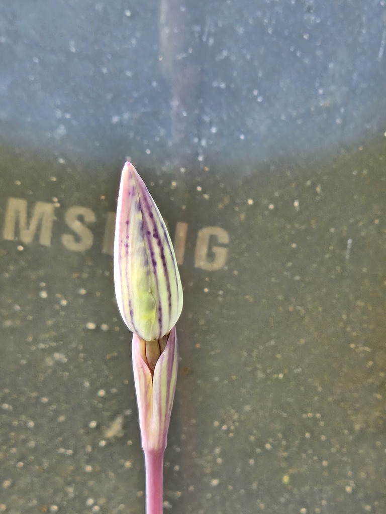 eastern Queen of Sheba in July 2023 by Michael Warren · iNaturalist