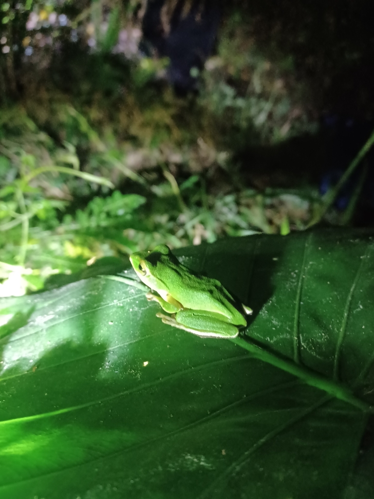 Emerald Green Tree Frog in February 2024 by Chao-Hsiang Teng · iNaturalist