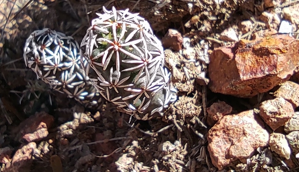 Coryphantha clavata from 79507 S.L.P., México on February 23, 2024 at ...