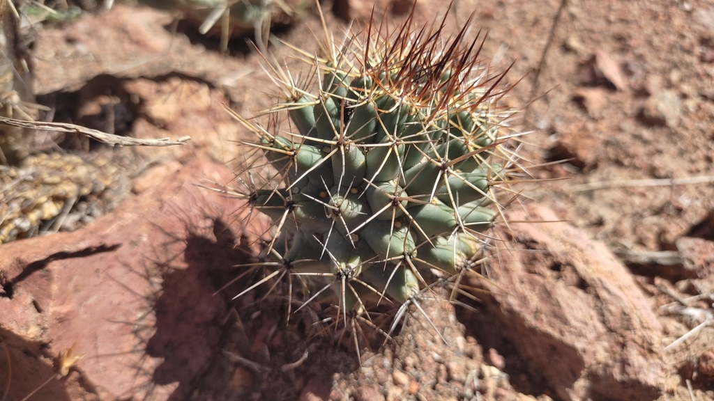 Coryphantha clavata from 79507 S.L.P., México on February 23, 2024 at ...