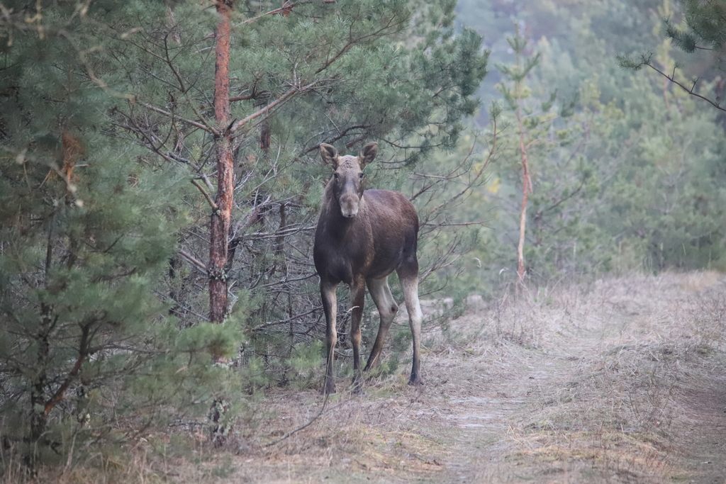 European Elk from Іванківський район, Київська обл., Україна on ...