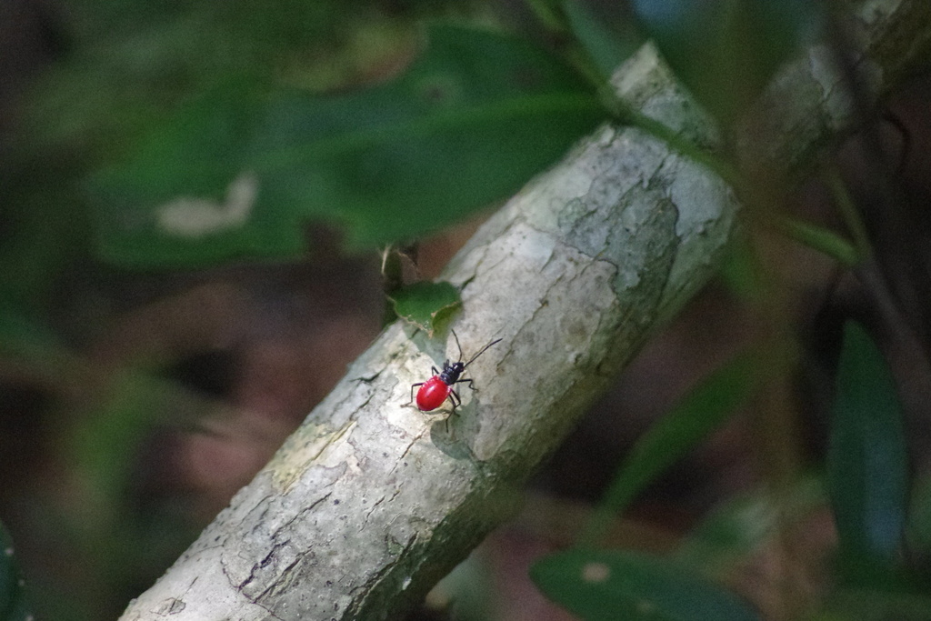 Winged and Once-winged Insects from iSimangaliso Wetland Park, Emangusi ...
