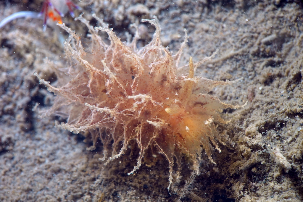 Janolus hyalinus from Marseillan on February 23, 2024 by Pascal GIRARD ...