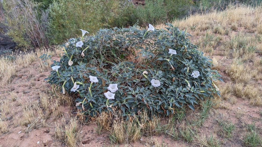 Sacred Datura from La Verkin, UT, USA on August 18, 2023 at 07:59 AM by ...