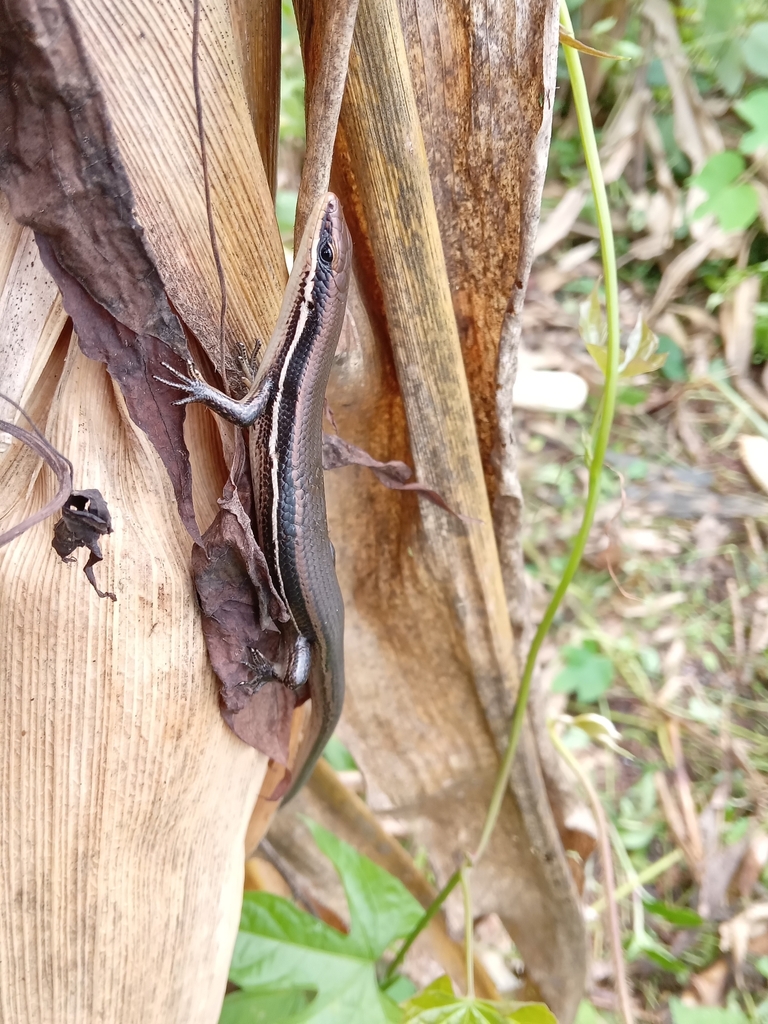 Mayan Skink from 30379 Chis., México on November 13, 2023 at 11:24 AM ...