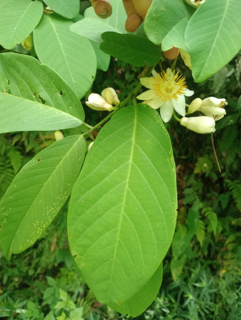 Passiflora emarginata from Cali, Valle del Cauca, Colombia on February ...