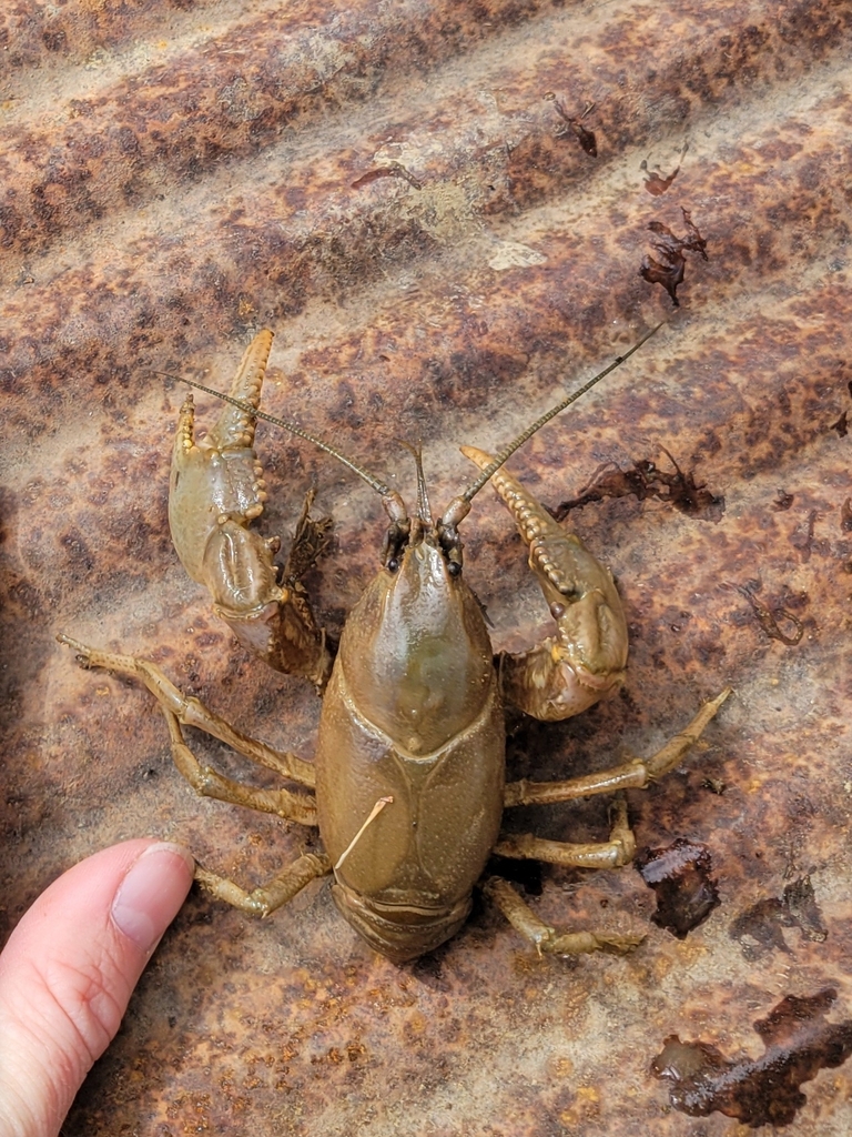 Ortmann's Mudbug from Ross, OH, USA on February 24, 2024 at 01:15 PM by ...