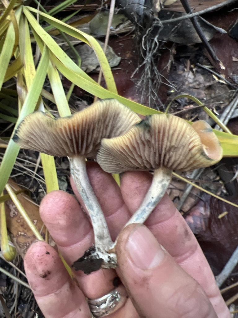 Wavy Cap in February 2024 by n8baz · iNaturalist