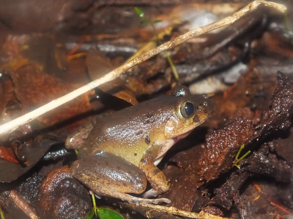 Western Night Frog from Lola Prefecture, Guinea on July 23, 2012 at 09: ...
