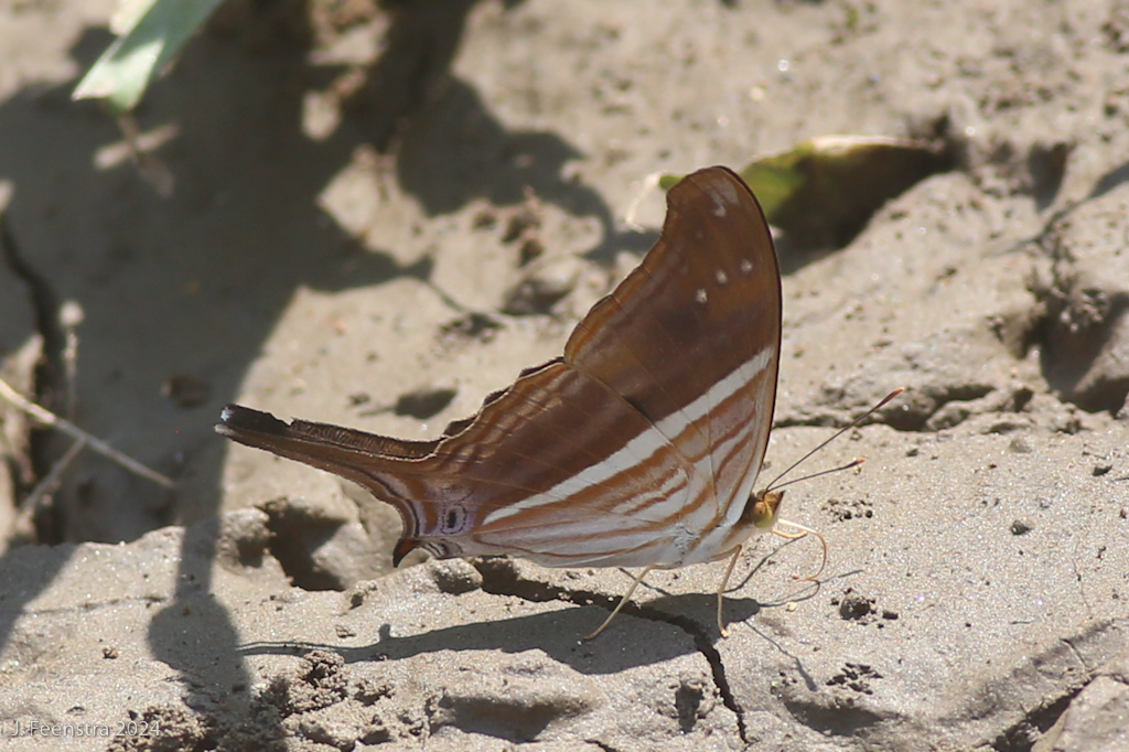 Many-banded Daggerwing from Francisco de Orellana, Ecuador on February ...