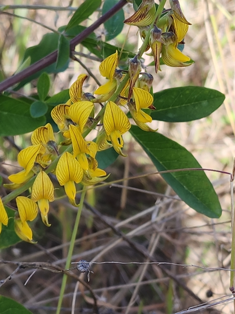 Streaked Rattlepod from Lake Wales, FL 33898, USA on February 24, 2024 ...