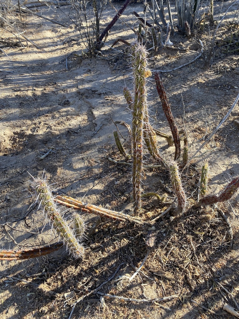 Octopus Cactus in February 2024 by Stephanie Cobbold · iNaturalist
