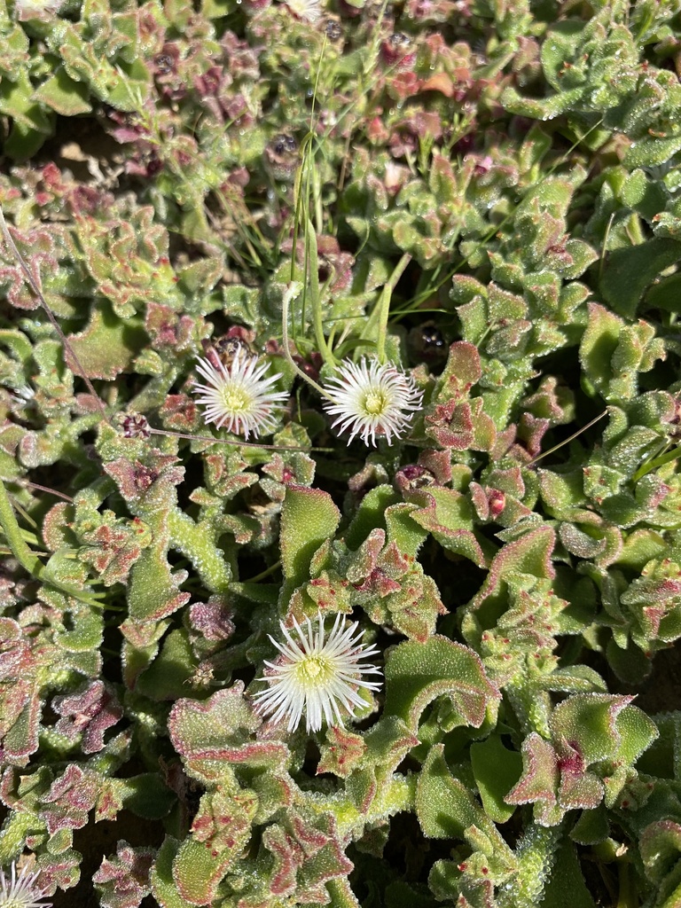 Crystalline ice plant from Ensenada, B.C., MX on February 22, 2024 at ...