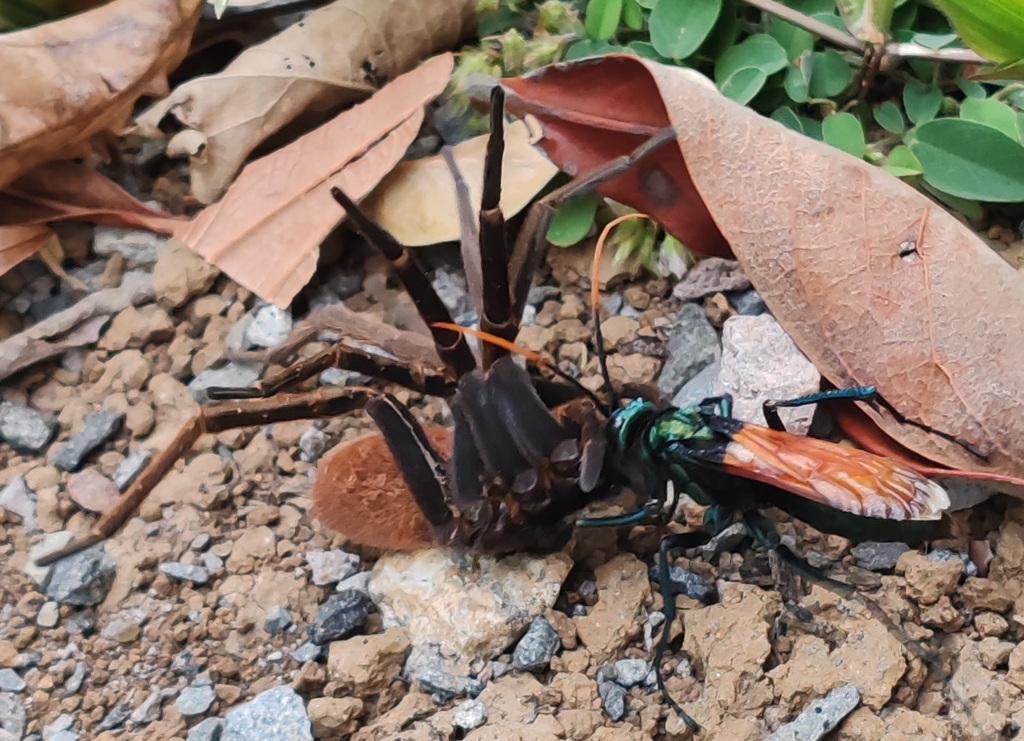 New World Tarantula-hawk Wasps from Cuesta de Piedra, Provincia de ...