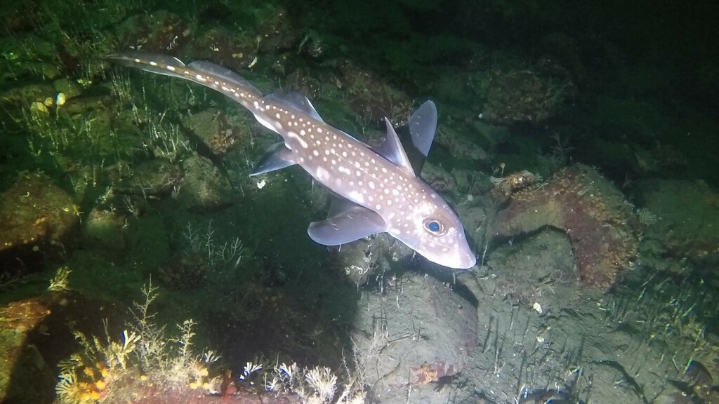 Spotted Ratfish from Nanaimo, BC, Canada on July 29, 2023 at 01:00 PM ...