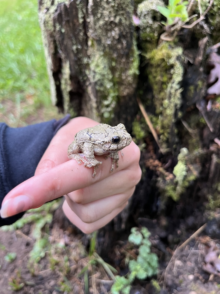 Gray Treefrog Species Complex from Deep Creek Lake State Park, Swanton, MD, US on June 13, 2023 ...