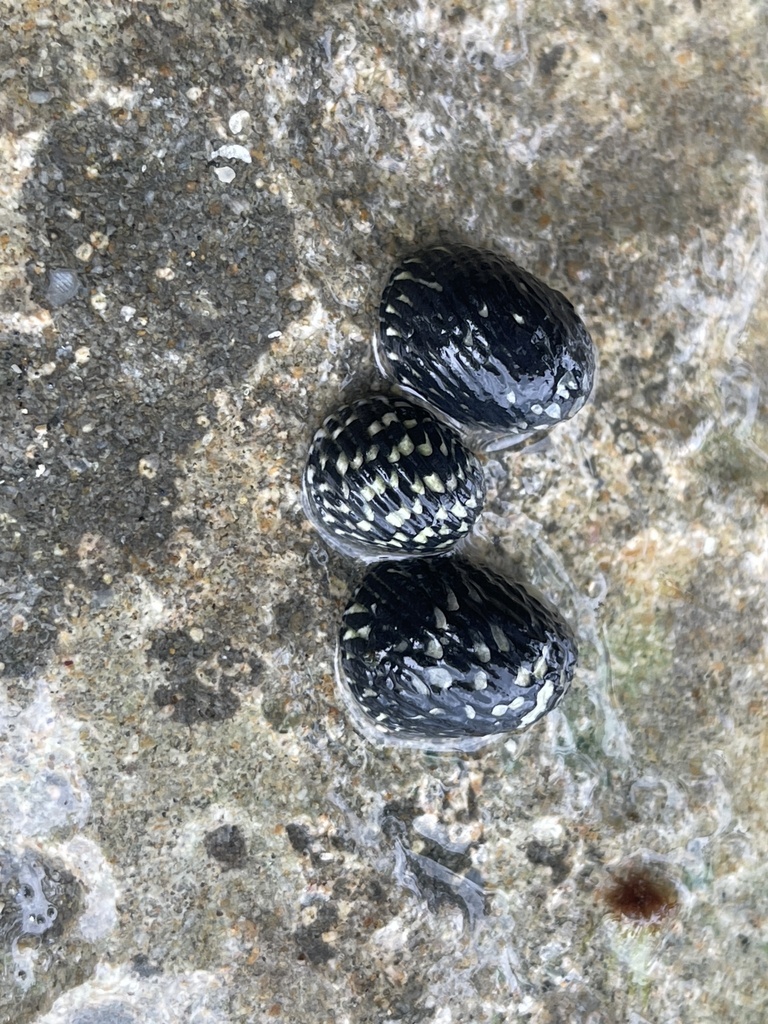 Checkered Nerite from Caribbean Sea, Talamanca, Limón, CR on February ...