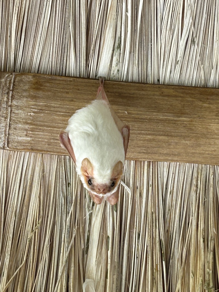 Northern Ghost Bat from Jipijapa, Manabí, EC on February 17, 2024 at 02 ...
