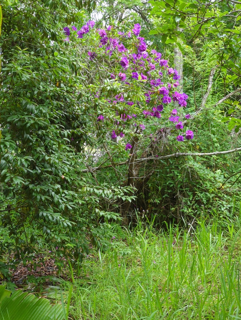 glory bushes and allies from Woodford QLD 4514, Australia on February ...