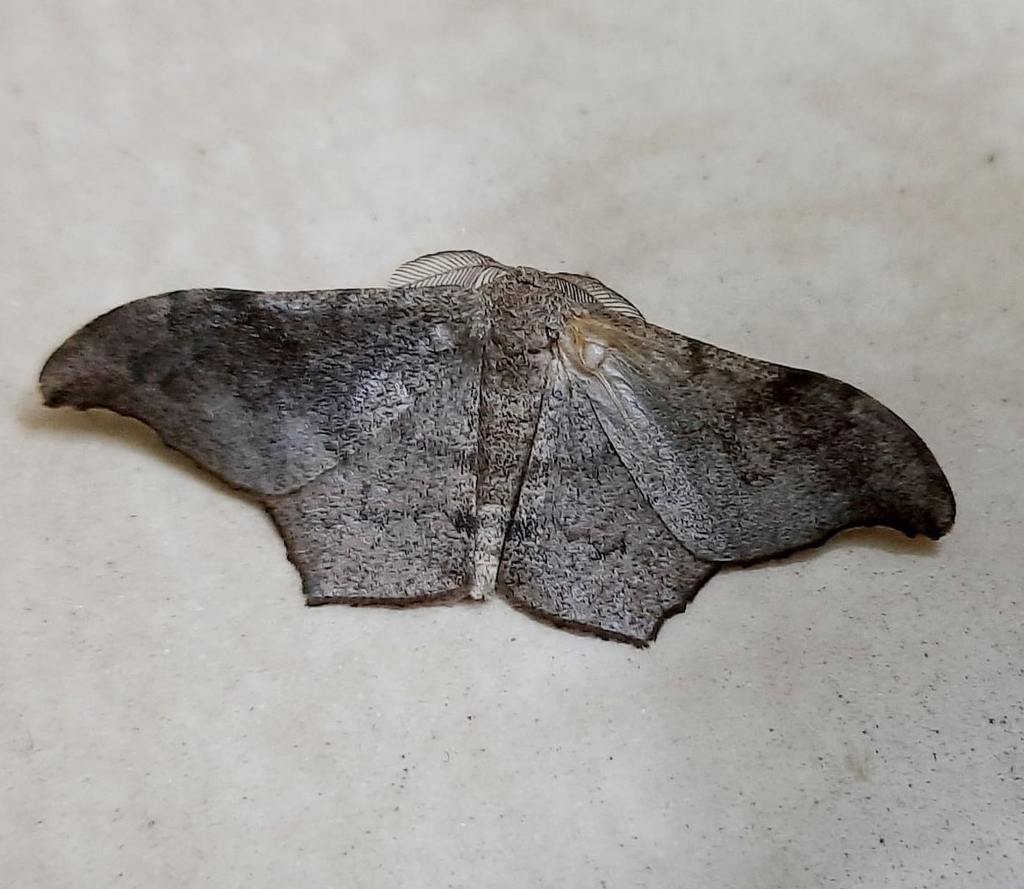 Black Looper from 336 Greenfield Emerald City, VKV Kumaraguru Nagar ...