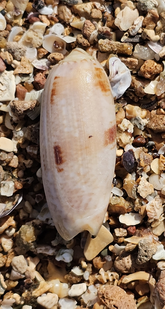 Oliva ornata from Moore St After Simpson St, Port Hedland WA 6721 ...