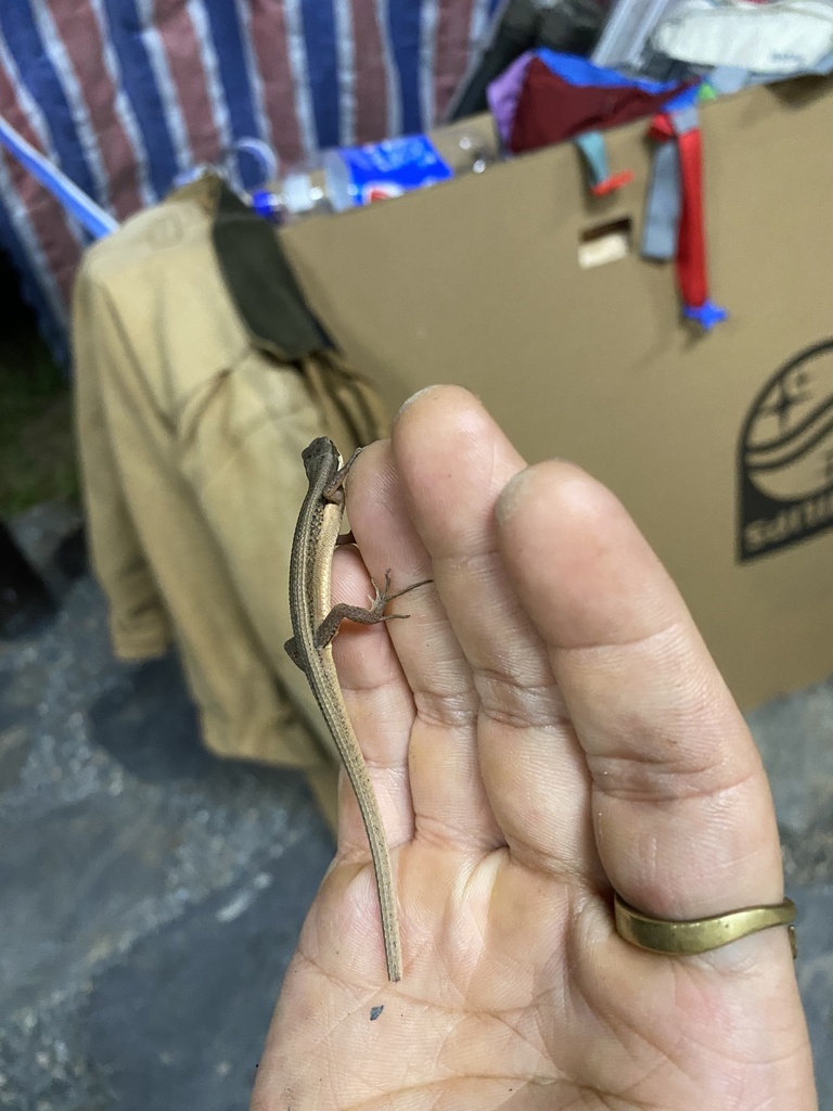 Kuhne's Grass Lizard from Taiwan, Jinfeng Township, TTT, TW on February ...