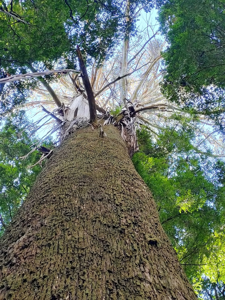 Australian Mountain Ash from Marysville VIC 3779, Australia on February ...