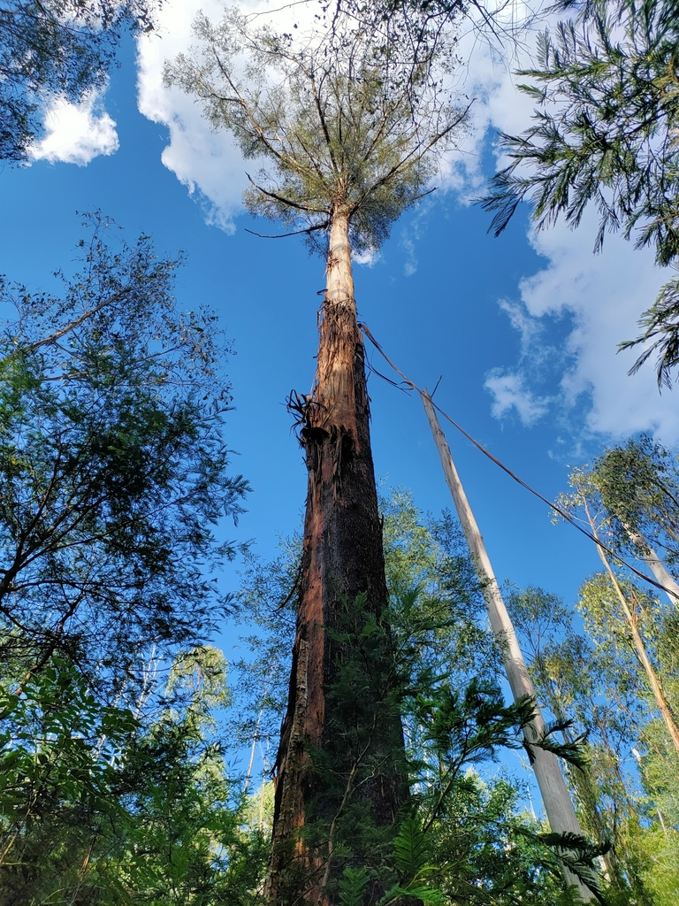 Australian Mountain Ash from Marysville VIC 3779, Australia on February ...