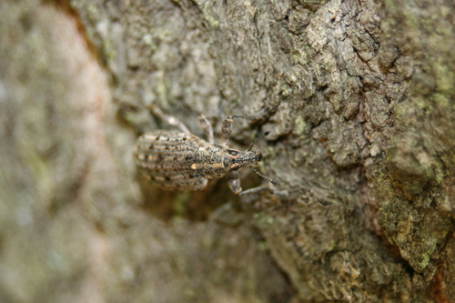 New York Weevils (Subfamily Ithycerinae) · iNaturalist